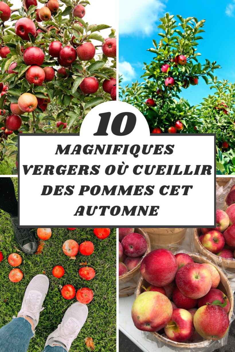 10 vergers près de Montréal parfaits pour la cueillette de pommes - LA ...
